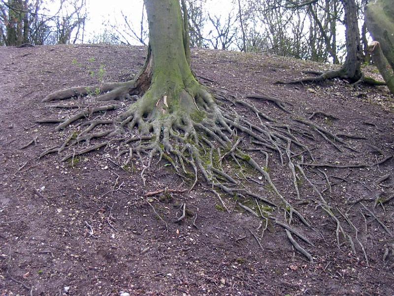 Beech roots on surface and erosion