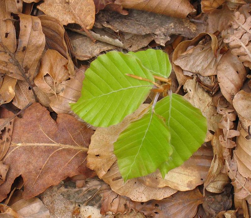 Beech seedling