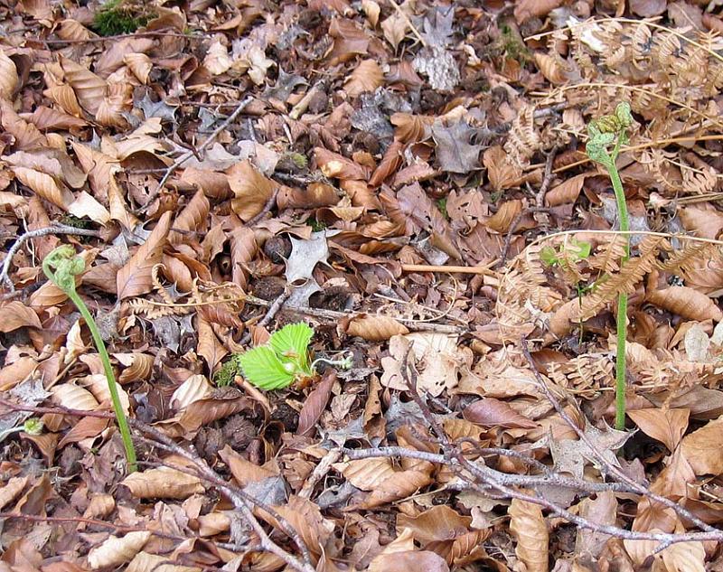 Bracken and beech shoots under beech trees