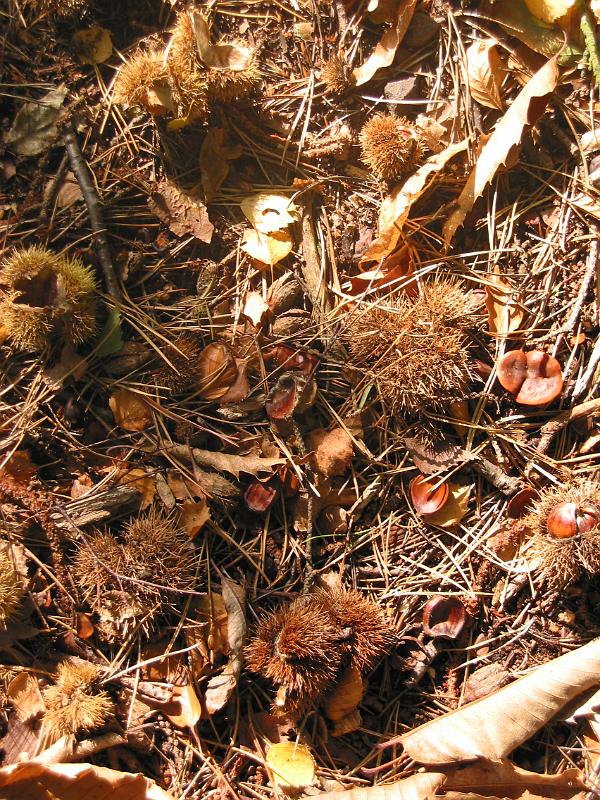 Chestnut wood leaf litter 02