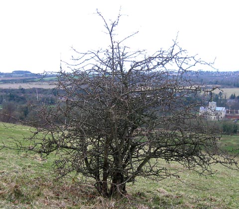 Hawthorn in Winter