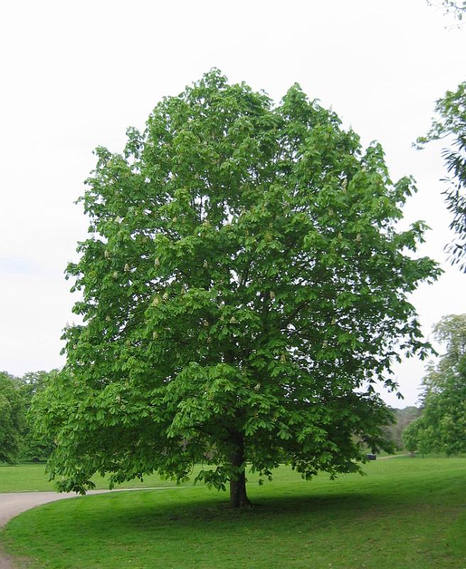 Horse chestnut tree in Spring