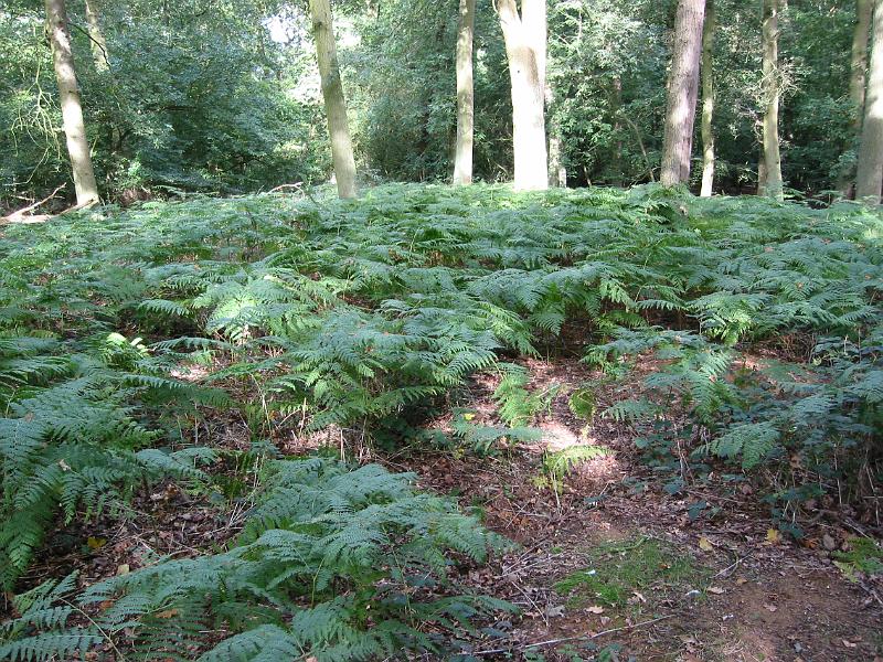 Kings Wood Bracken Glade 16
