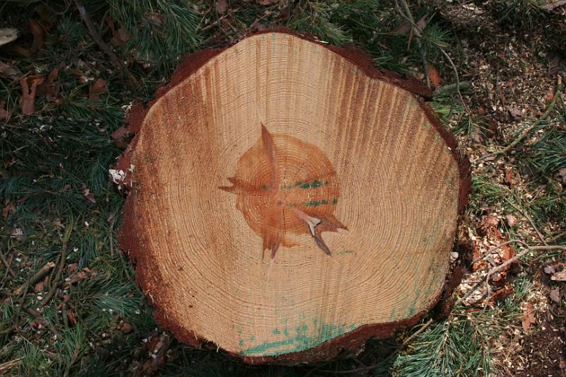 Tree Forestry Logs TreeRings 10