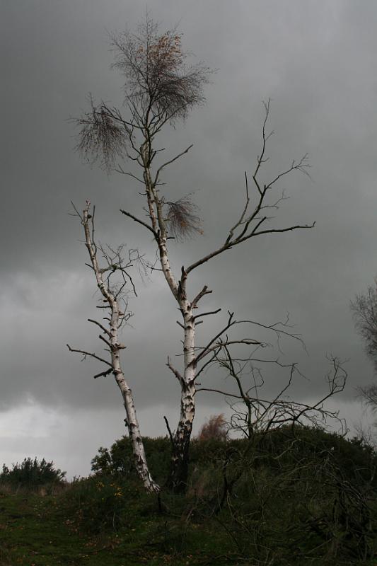 Tree Silver Birch tree alone