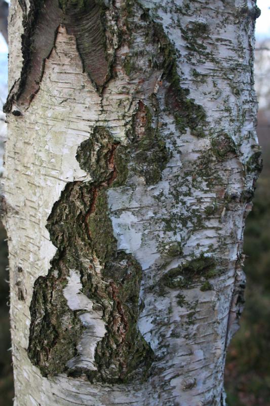 Tree Silver Birch trunk