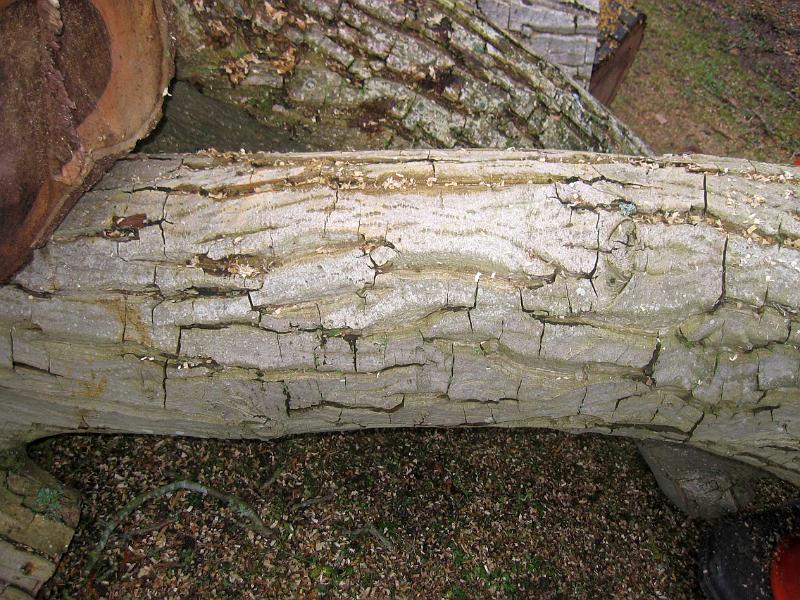 Walnut bark 01