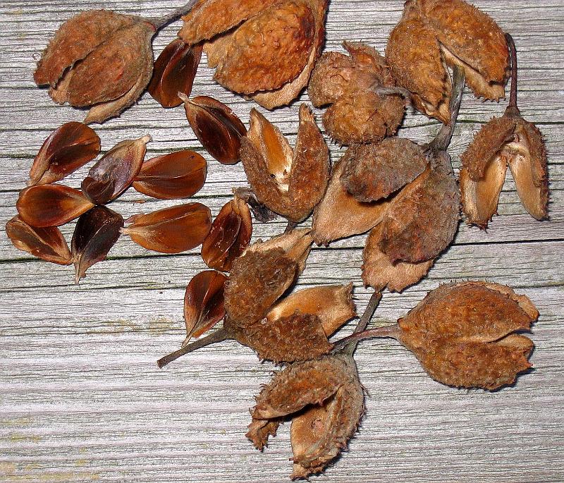 Beech nuts