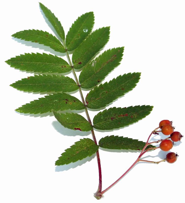 Leaf Rowan clean