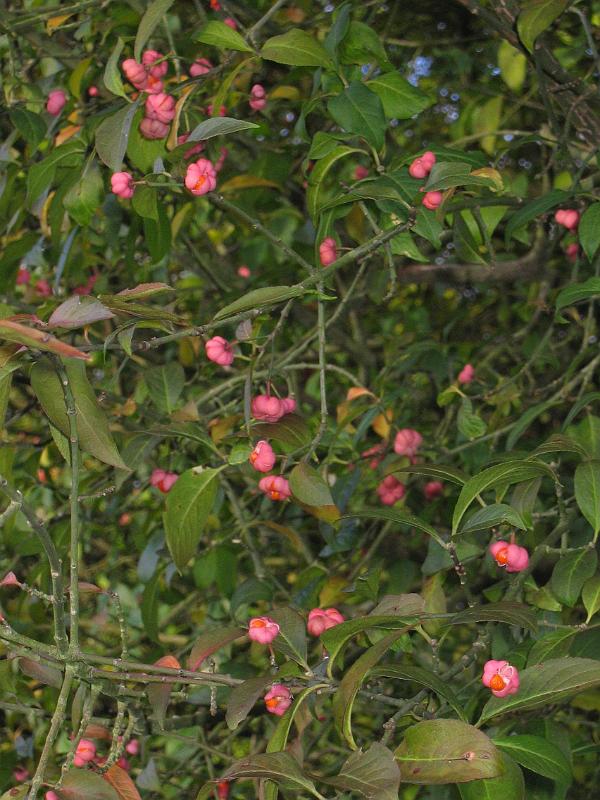 Spindle bush with fruit