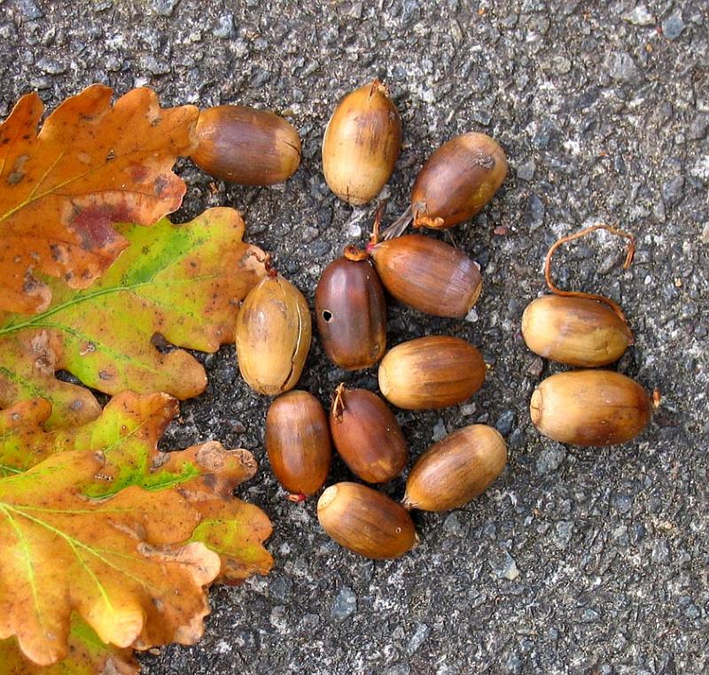 Tree Oak Acorns some forming roots