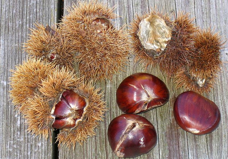 Tree Sweet Chestnut 03 with cases