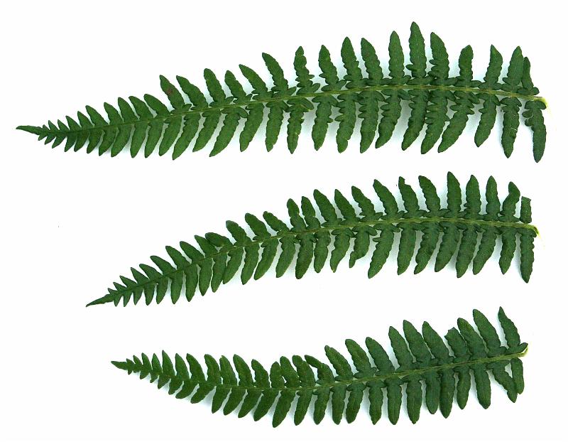 Bracken 03