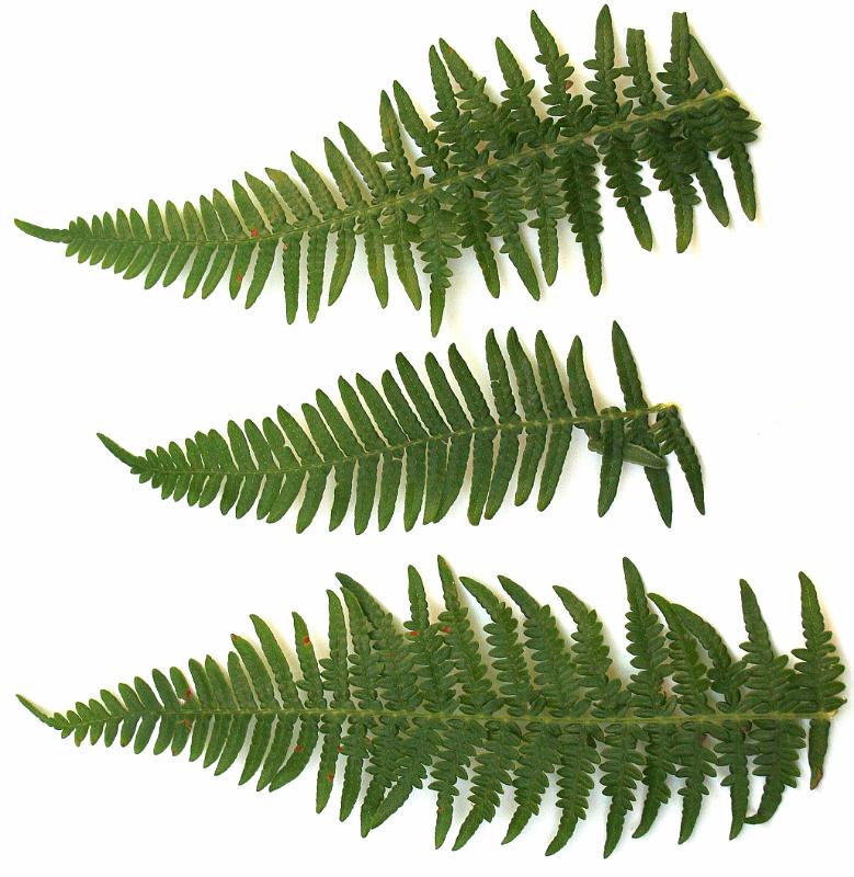Bracken 08