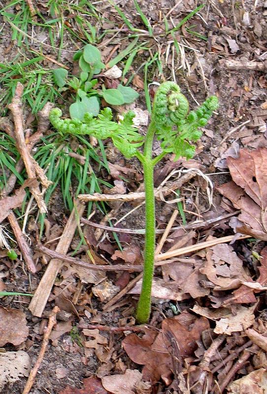 Bracken frond