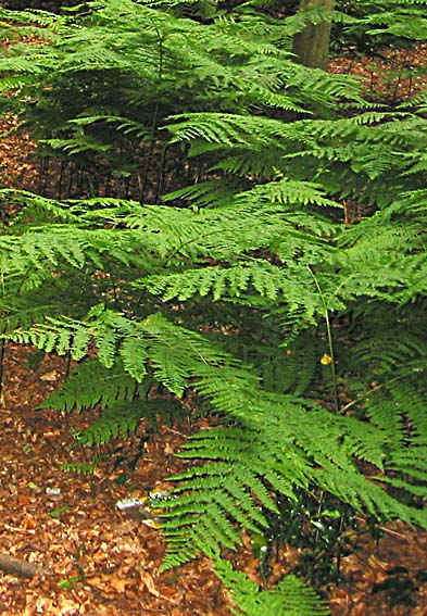 Bracken growing in light Woodland 01