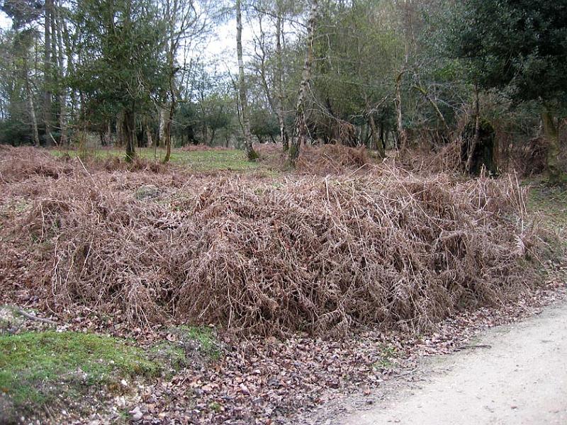 Bracken in winter