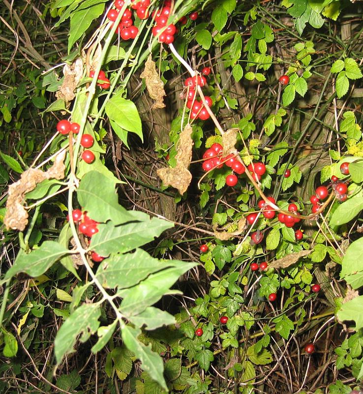 Bryony berries 02
