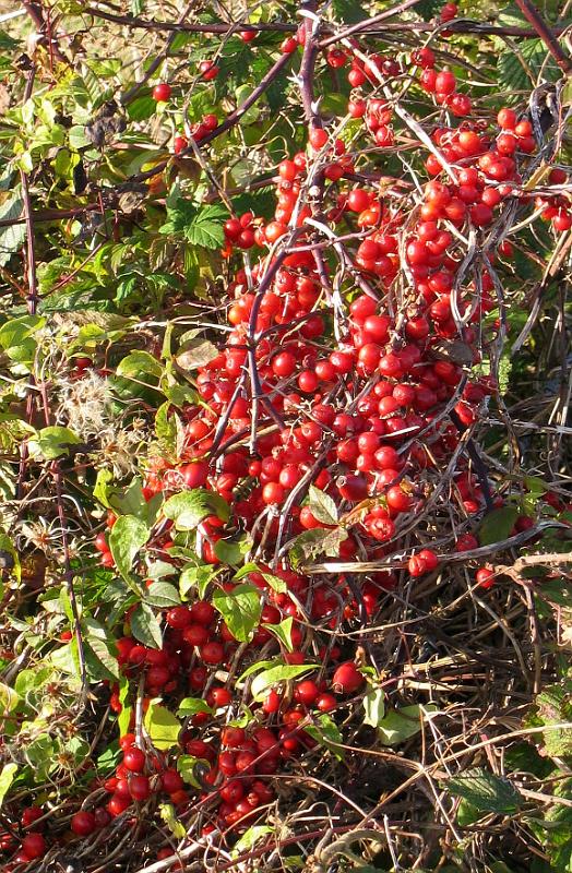 Bryony berries in Autumn