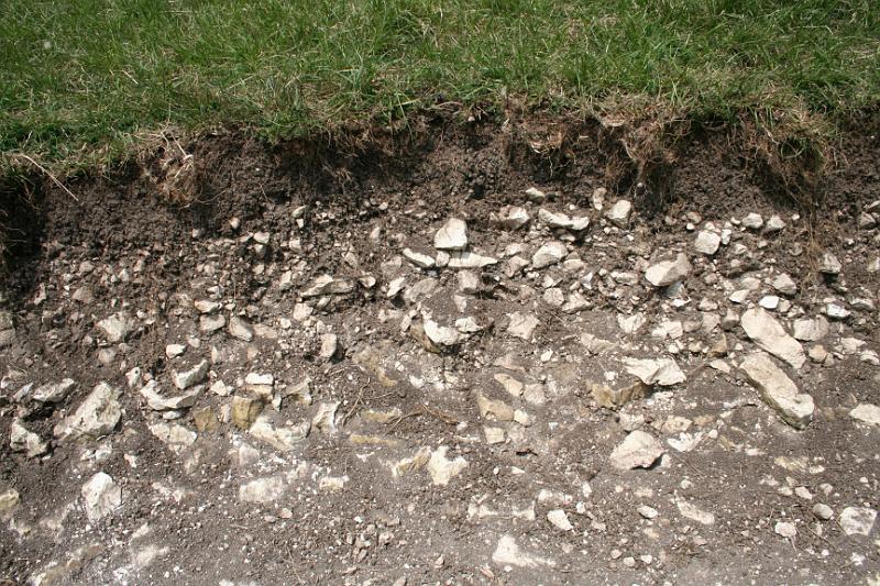 Ivinghoe Beacon Chalk turf 01