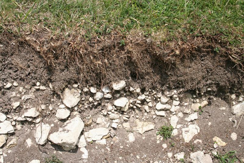 Ivinghoe Beacon Chalk turf 04