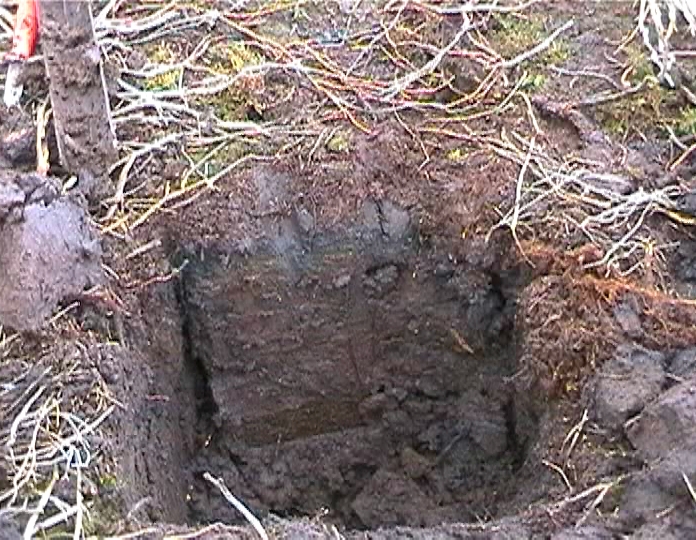 Peat soil profile 01
