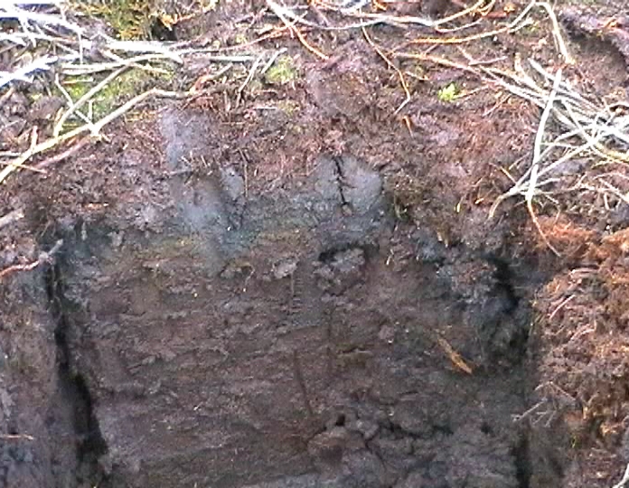 Peat soil profile 02