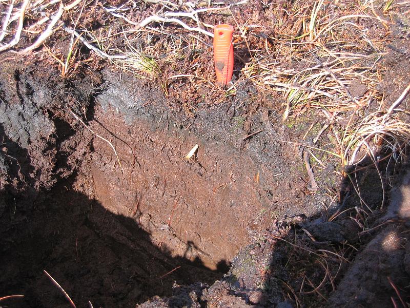 Peat soil profile 05