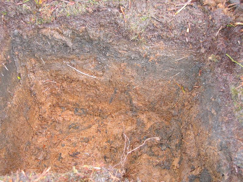 What Is Peat Dirt at Carmella Vanzant blog