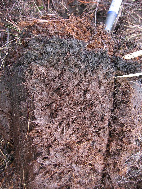 Peat soil profile 10