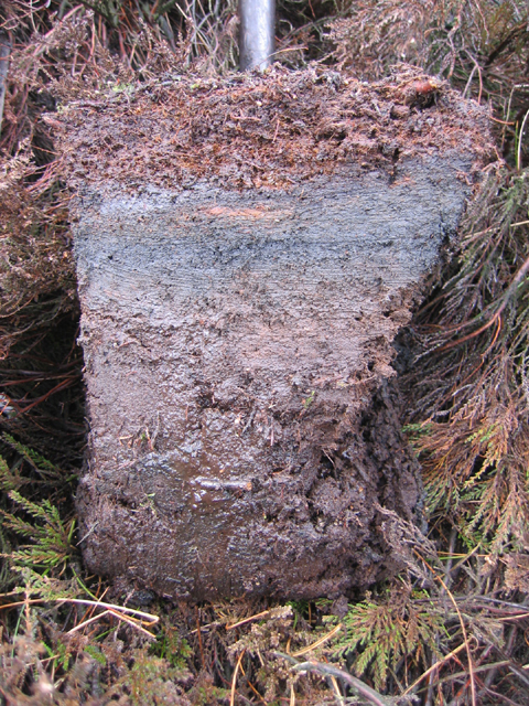 Peat soil profile 11