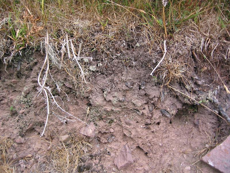 Sandstone soils_Rhossilli_Bay_02