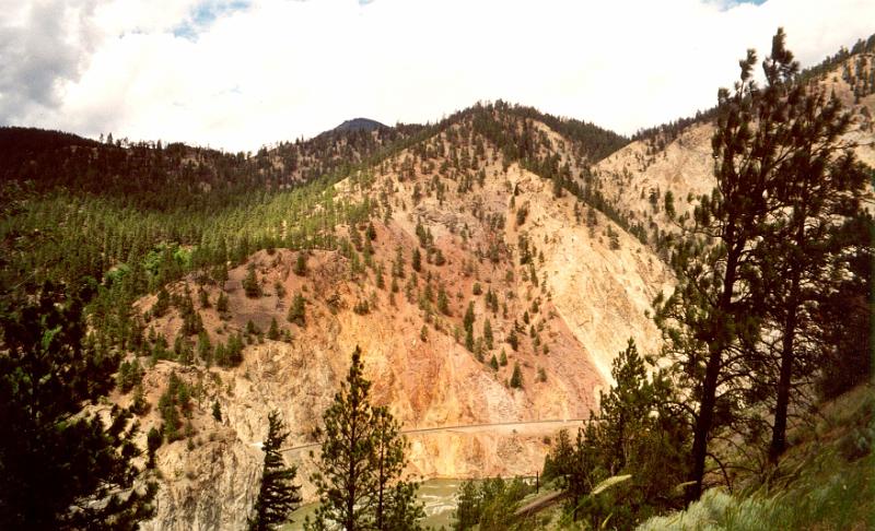 Trees establishing on a steep hillside