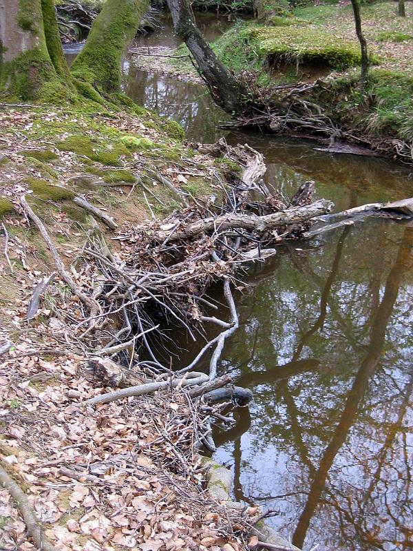 Undercut banks along woodland stream