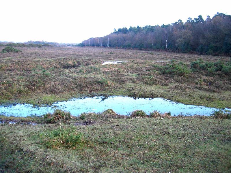 Water lying on the heath 01