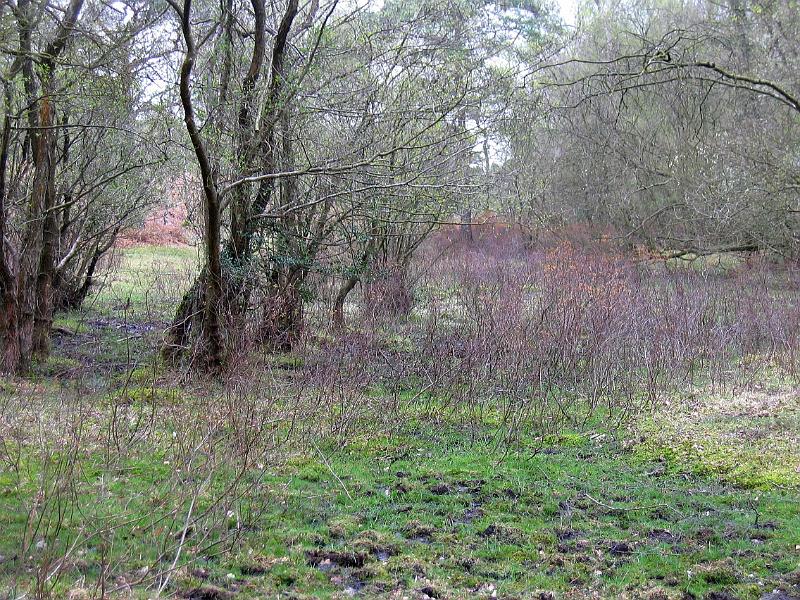 Willow and scrub in marsh