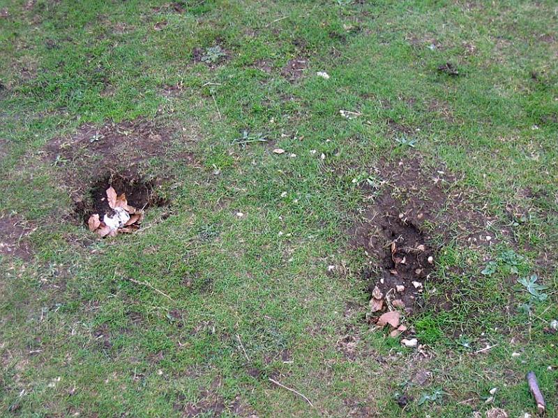 Rabbit holes on chalk downland 02