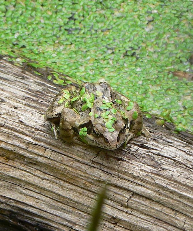 Do Frogs Eat Pond Weed at Aidan Zichy-woinarski blog