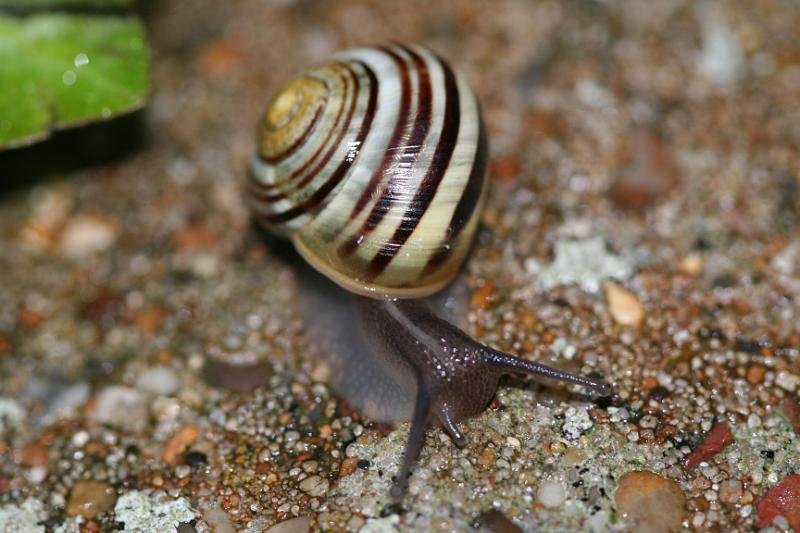 Snail 08