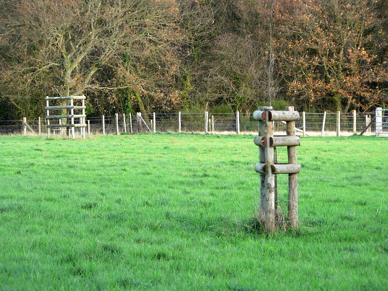 How To Protect Young Pine Trees From Deer at Bill Henson blog