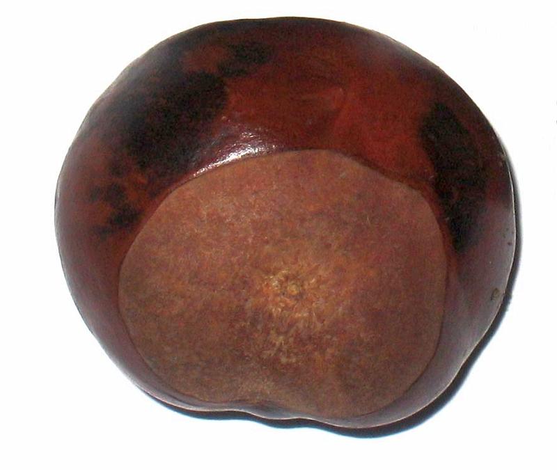 Tree Horse Chestnut Conker 12
