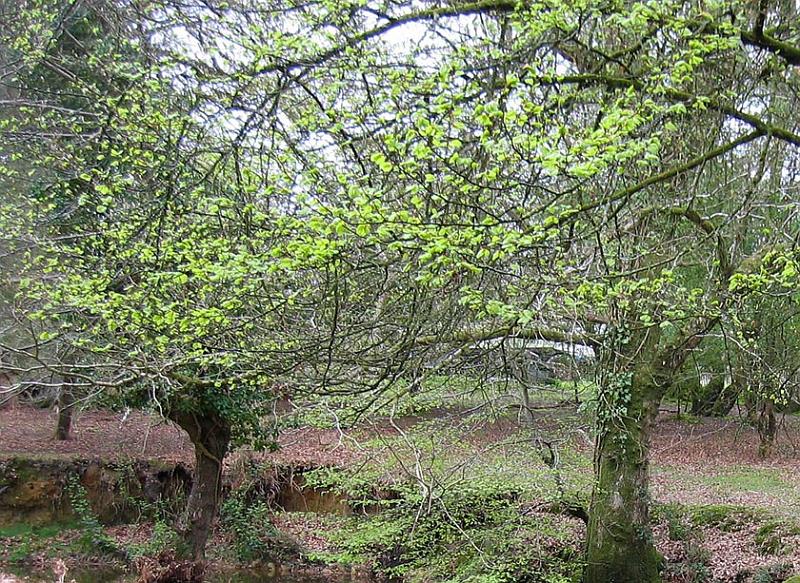 Green leaves on beech trees in Spring
