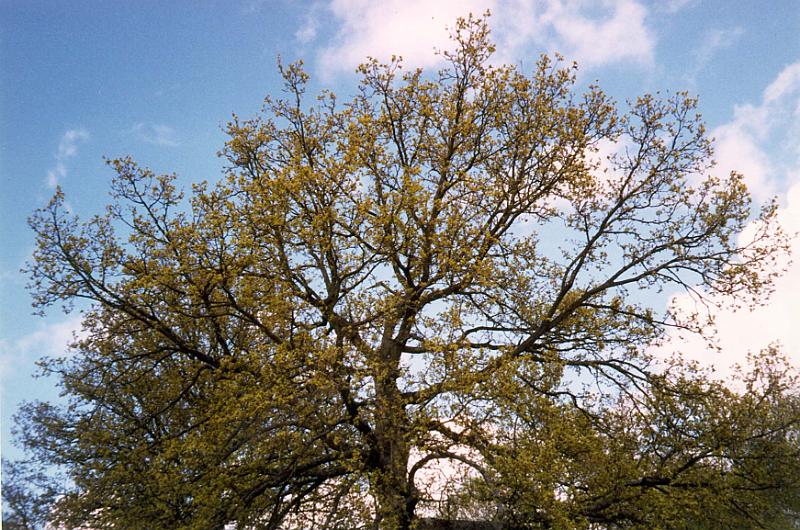 tree oak spring